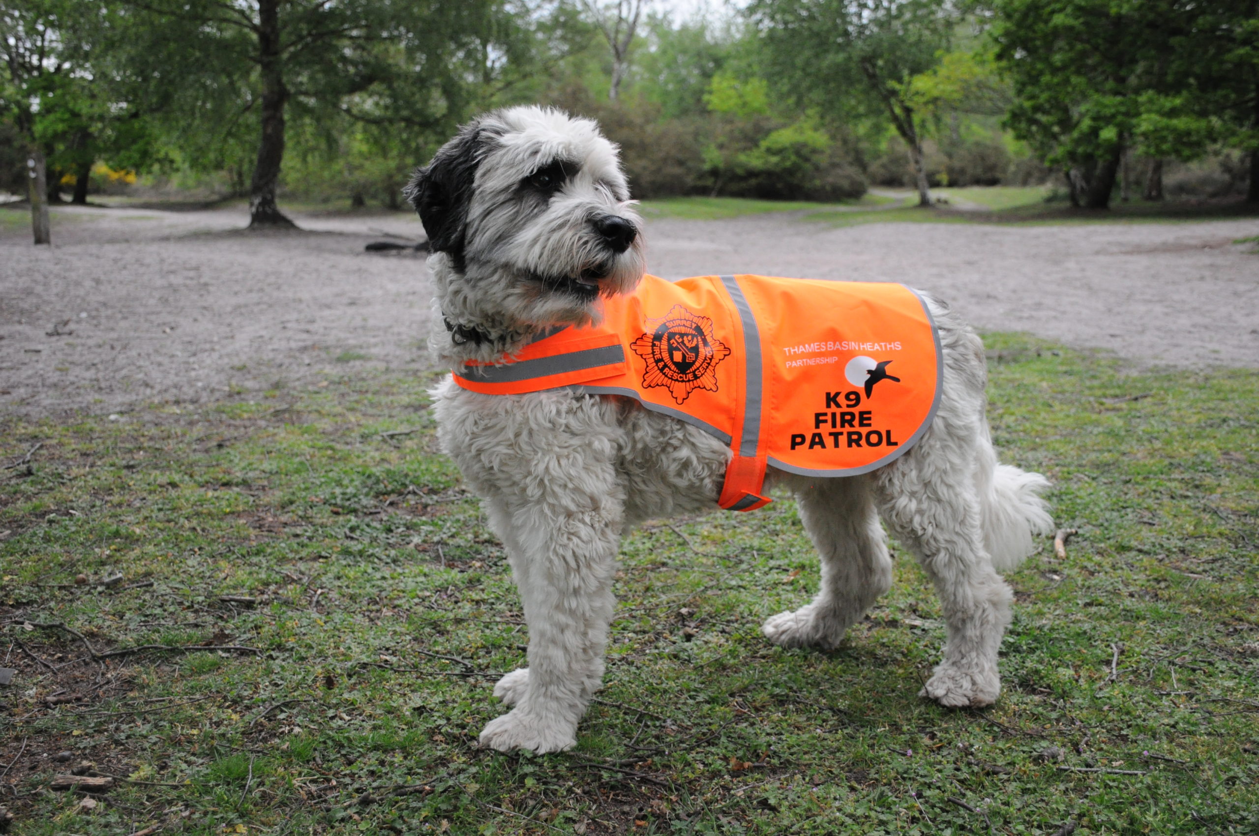 K9 fire patrol - Thames Basin Heaths
